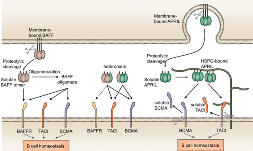 佰傲谷BioValley-生物医药知识聚合社区-生物医药学习共同体中心